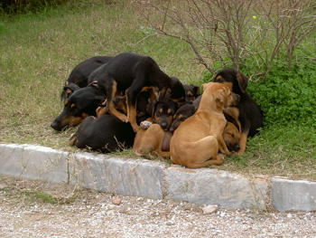 E-RIVER.com: 好きな写真を有名雑誌の表紙を作ってくれるジェネレーター「MagMyPic」